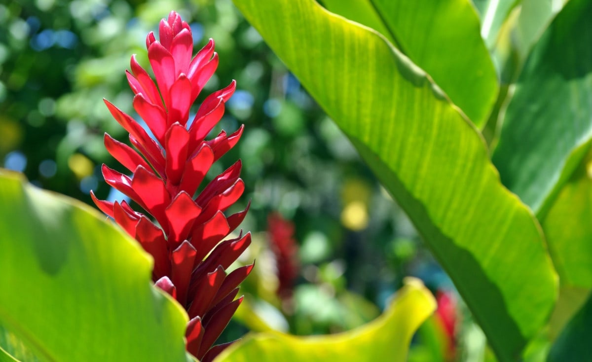 Awapuhi Seaberry Products | Best Skin Care Products - Organic Fiji