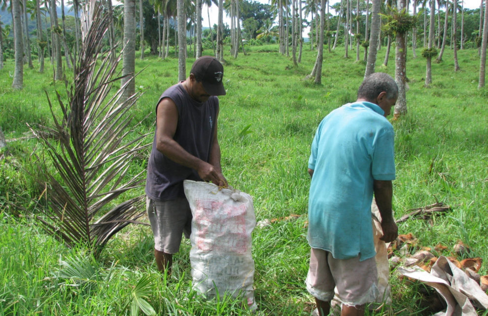 Ingredients - Organic Fiji